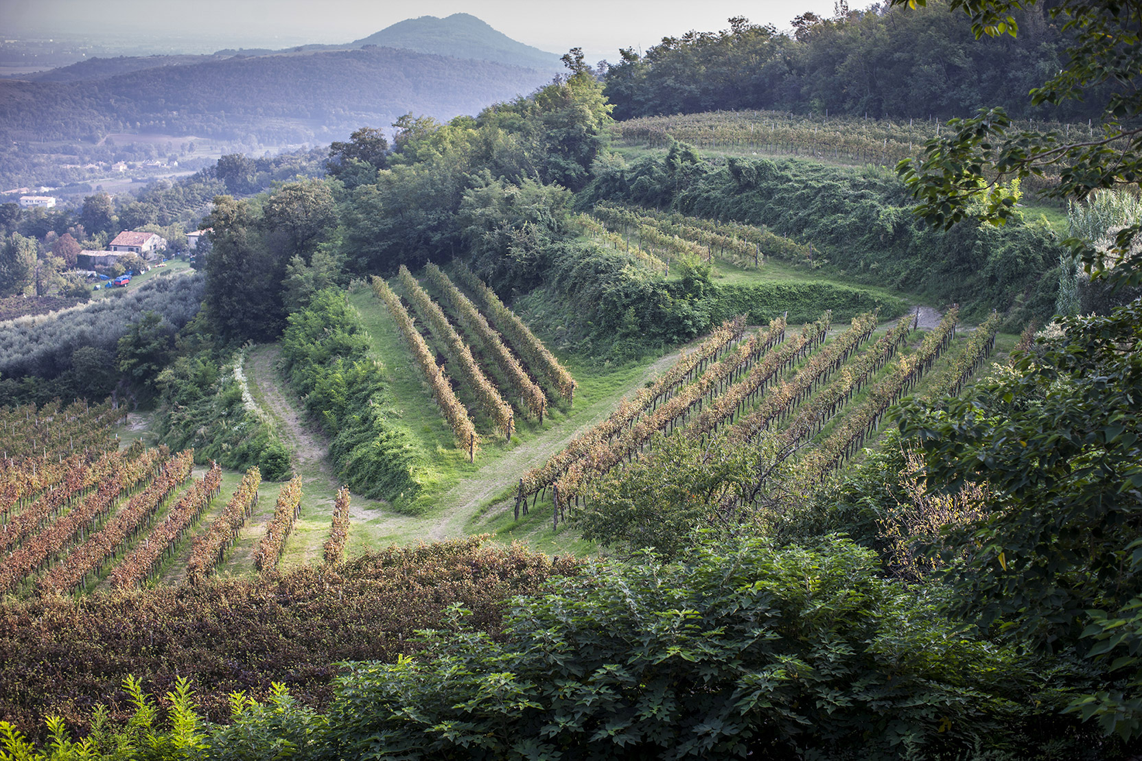 Agriturismo Colli Euganei vicino Arquà Petrarca pernottamento colazione ...